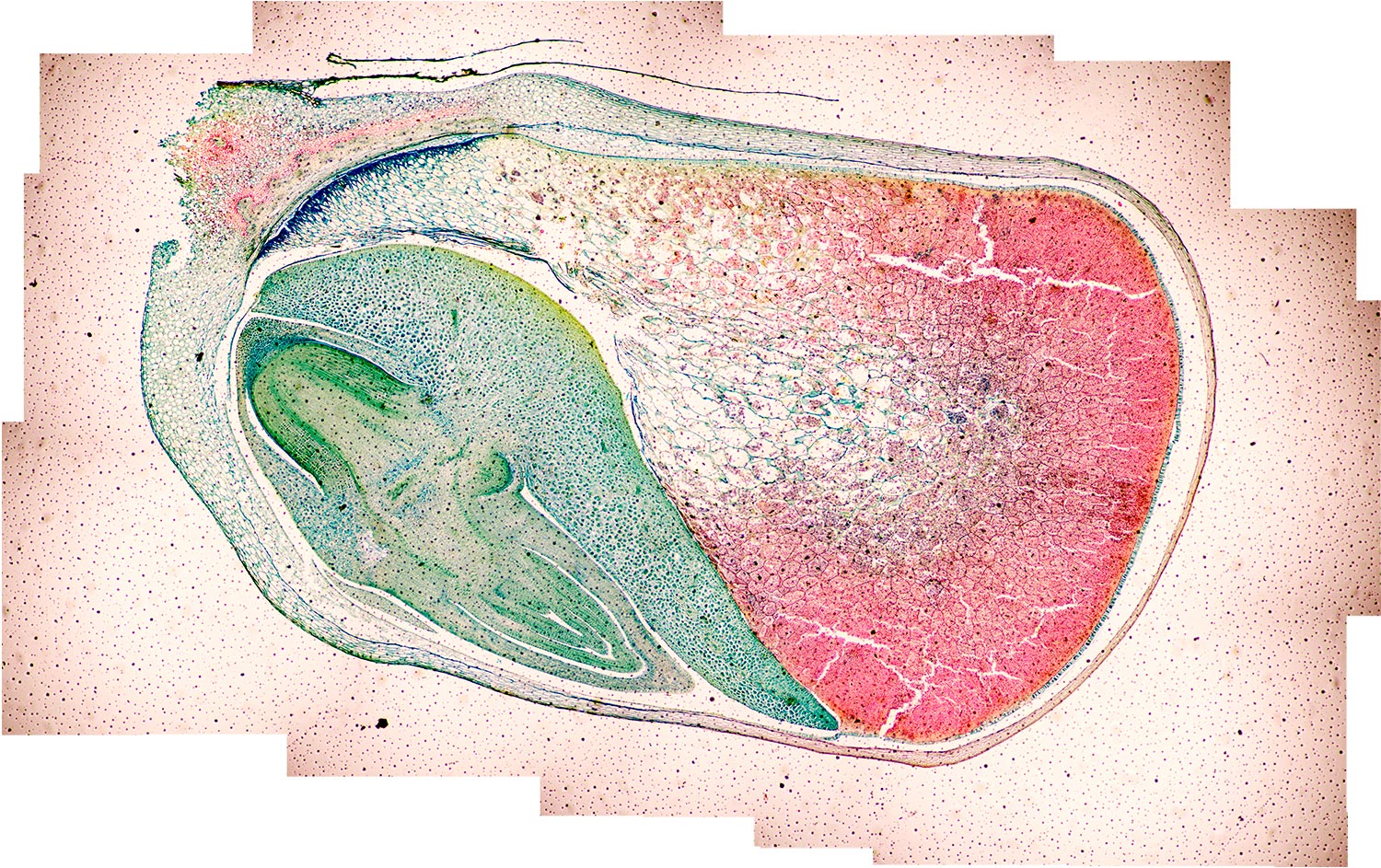 Semilla de Zea mays – Botánica en Red