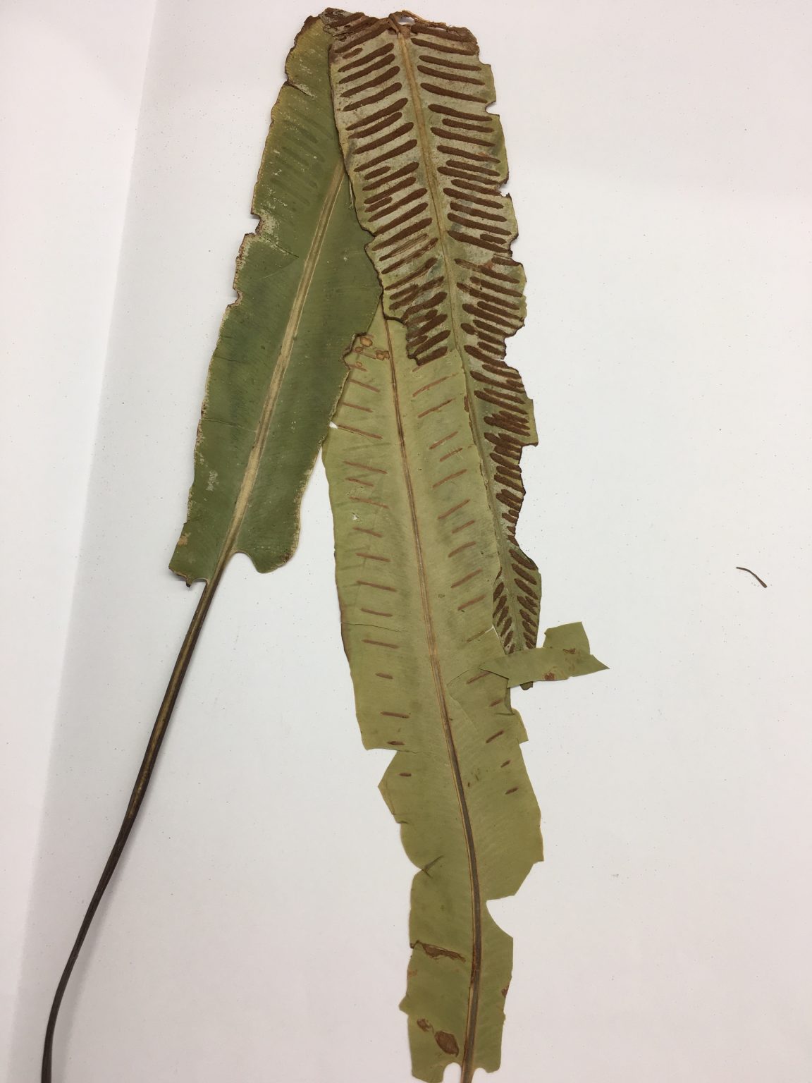 Asplenium scolopendrium – Botánica en Red