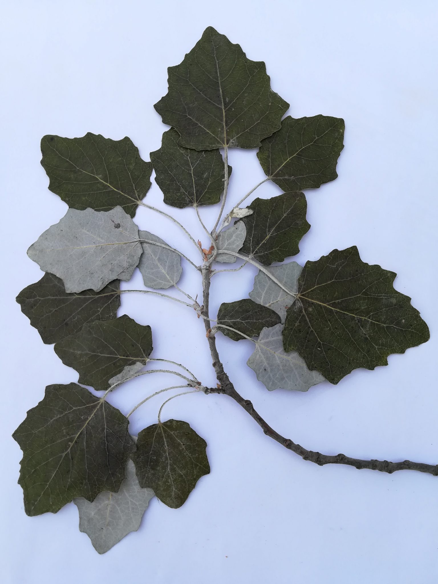 Populus alba – Botánica en Red